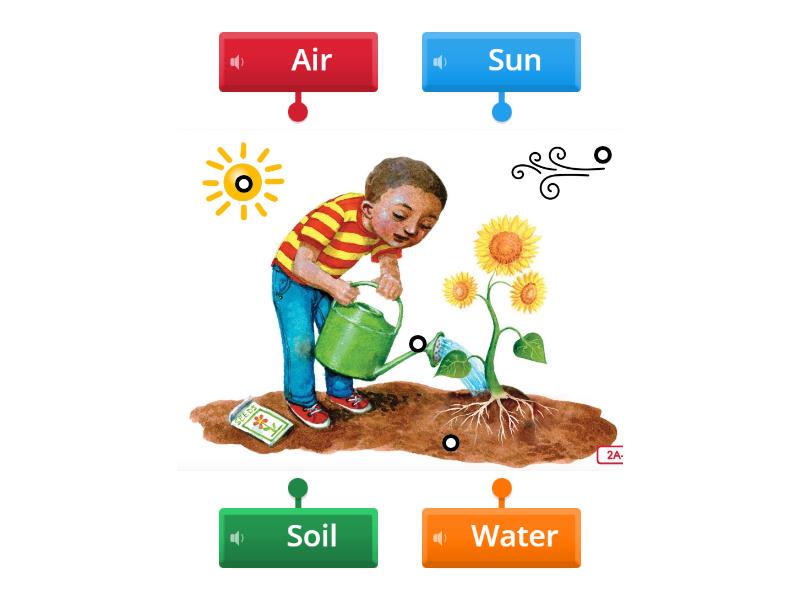 A Plant's Needs - Labelled diagram