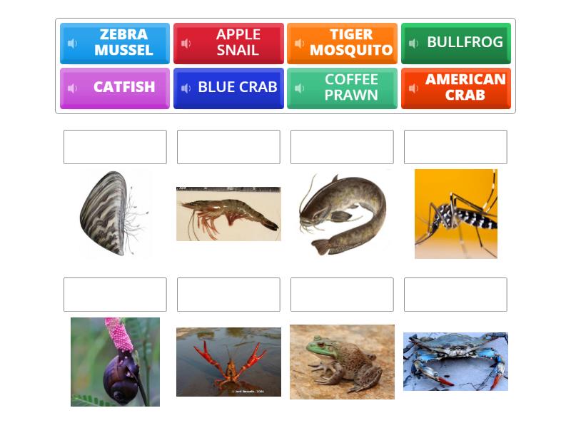 INVASIVE SPECIES EBRO DELTA - Match up
