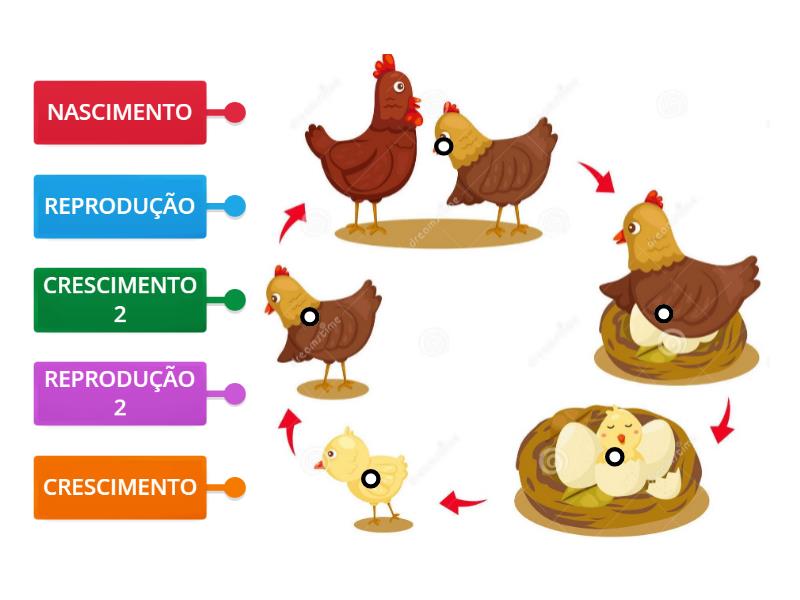CICLO DA VIDA - Labelled diagram