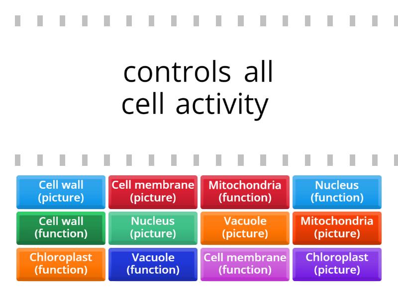 Cell Organelle Matching Game - Find the match