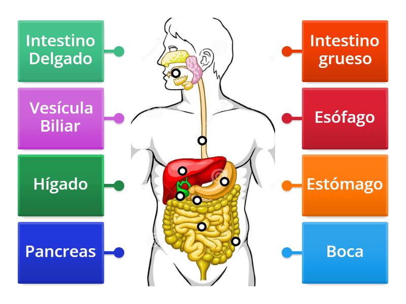 Anatomía del Sistema Digestivo - Labelled diagram