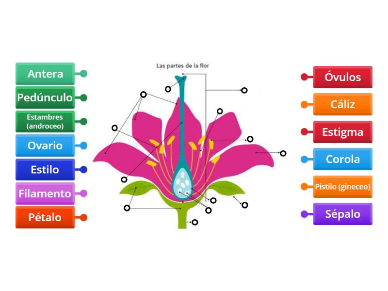 Partes de la Flor - Diagram berlabel