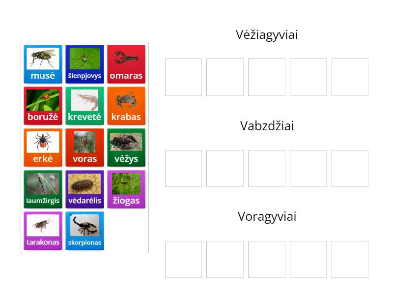 Nariuotakojai gyvūnai - Group sort