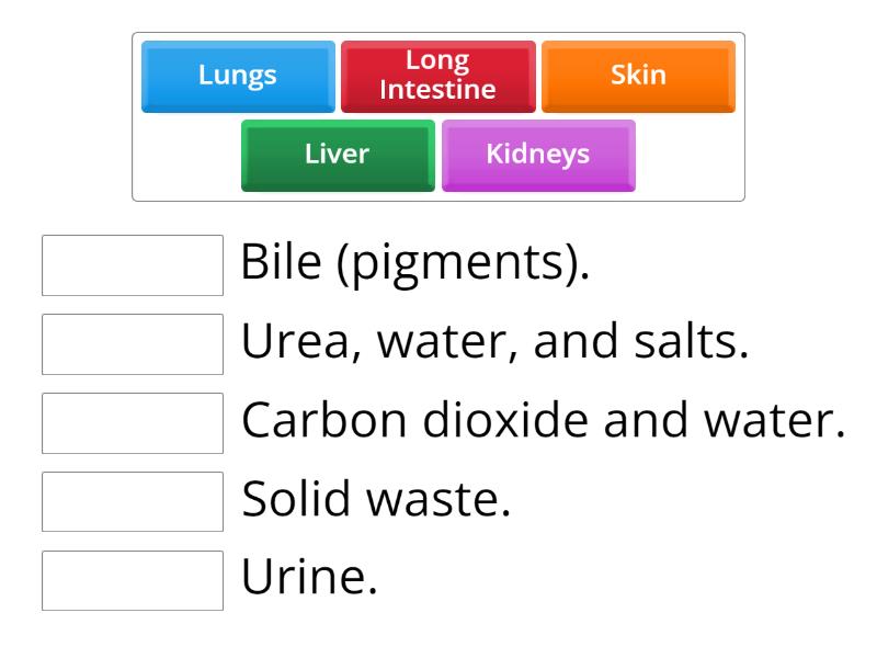 Excretory System / Waste Products - Match up