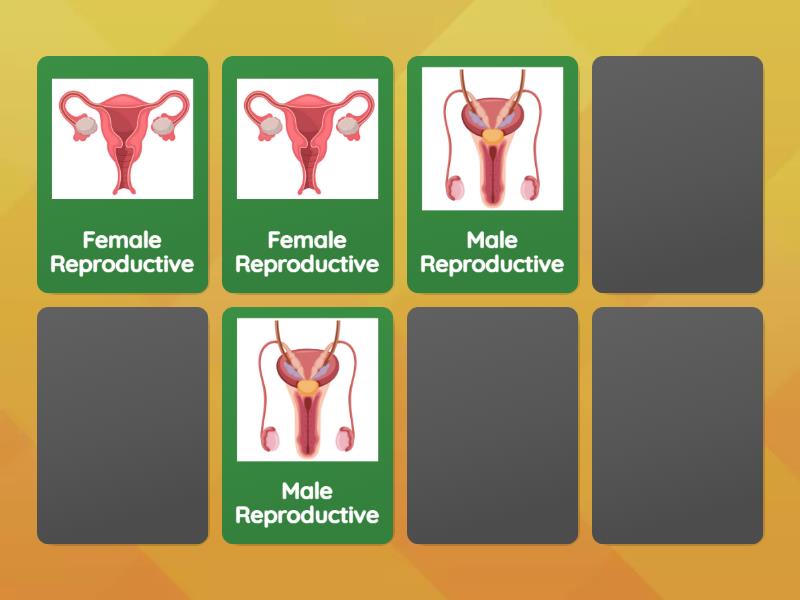 Human Reproductive 1 - Matching pairs