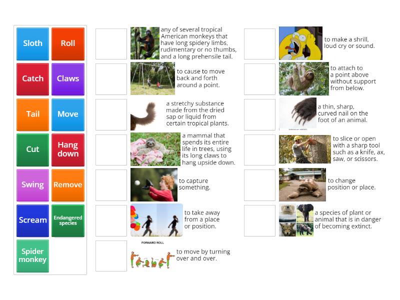 Rainforest animals weekly vocabulary_Kasparas - Match up