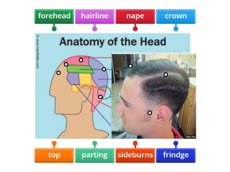 TOEFL Hairstyle anatomy - Labelled diagram