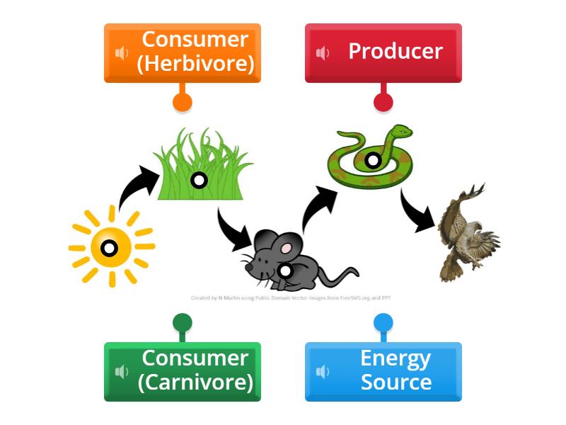 Food Chain - Labelled diagram