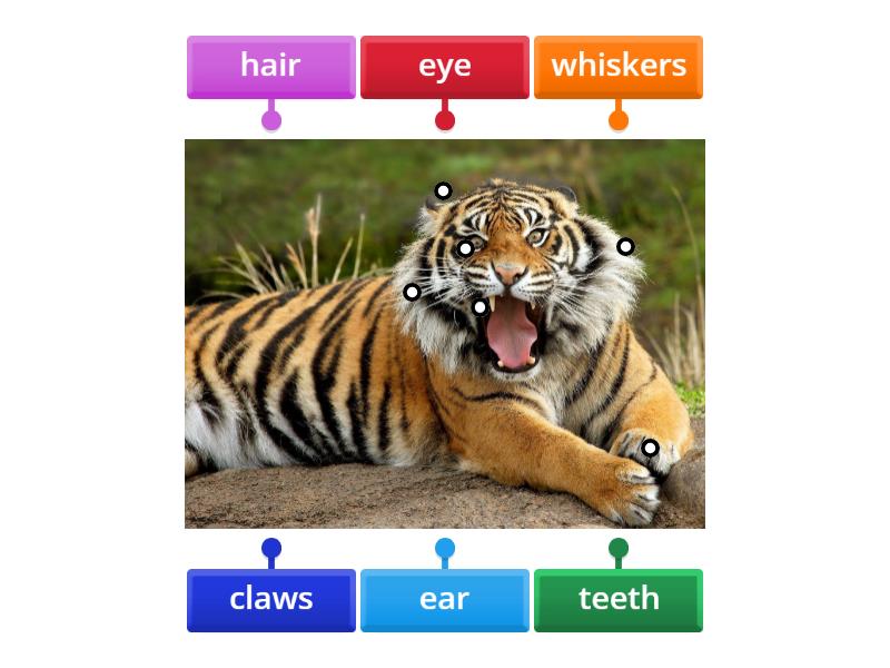 A tiger - Labelled diagram