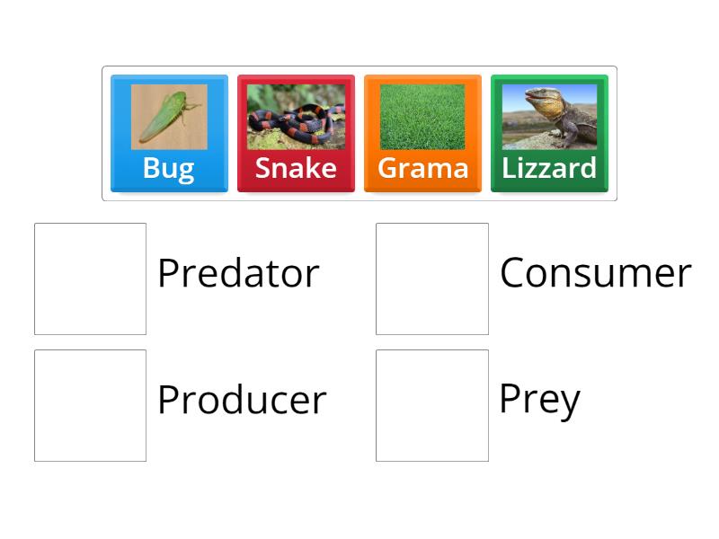 Match the food chain - Match up