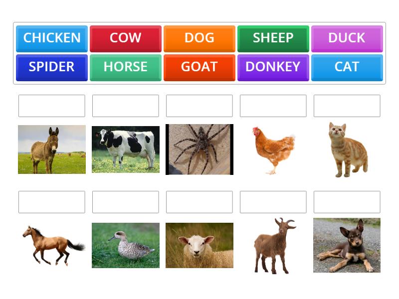 @silvia_coros · FARM ANIMALS - Une las parejas