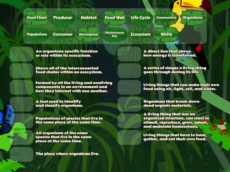 Ecosystem Vocab - Match up