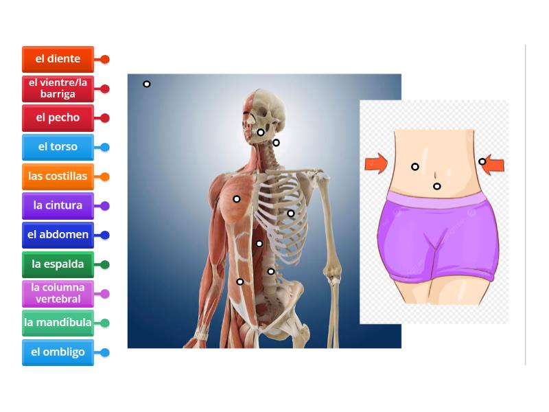 Partes del cuerpo - torso - Diagrama con etiquetas