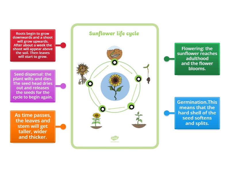 11th Sunflower life cycle - Labelled diagram