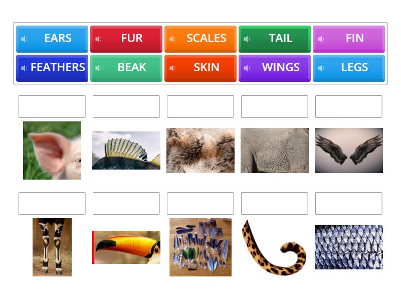 Animals body parts and coverings - Match up