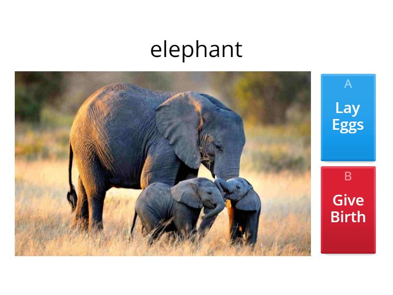 STEAM 5 - Lays eggs or Give birth (Reproduction Method of Animals) - Quiz