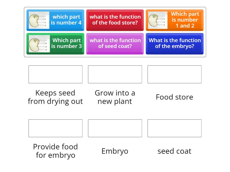 seeds parts and functions - Match up