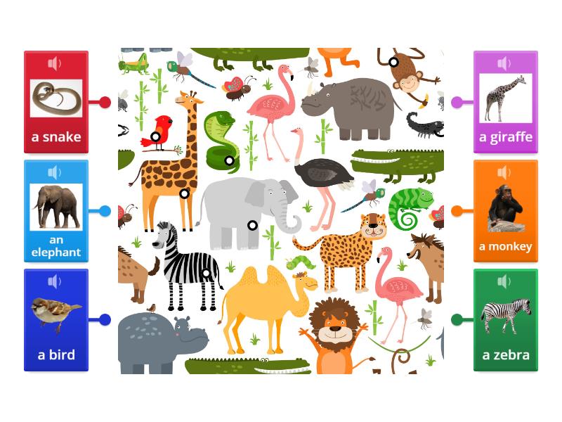 Exam Zoo - Labelled diagram