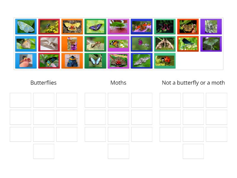 Are these butterflies or moths? - Group sort