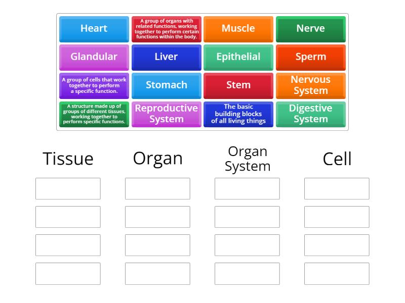 Levels of Organisation - Group sort