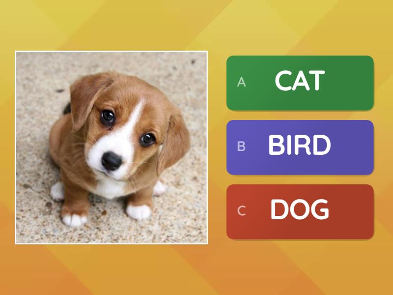 PETS - Quiz