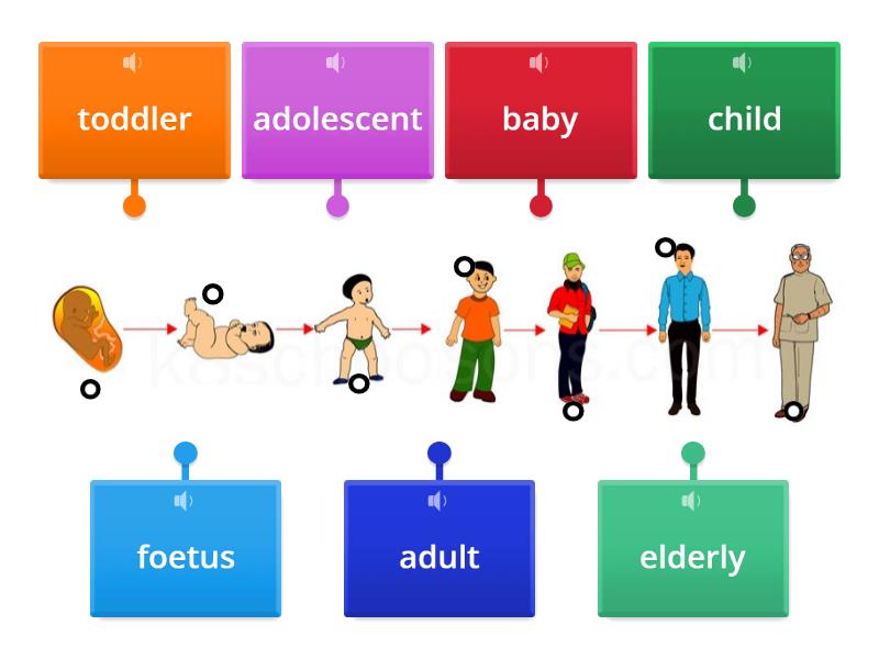 Stages of human life - timeline - Labelled diagram