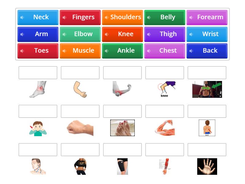 Week 1 Key Body Parts - Match up