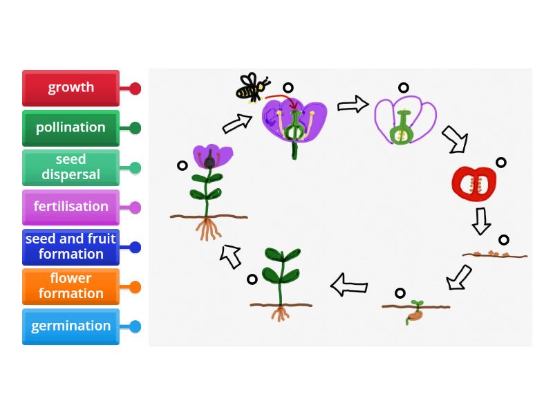 S2 Science Plant life cycle - Labelled diagram