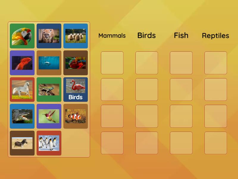 Quick minds 2 Animal Groups Sorting - Group sort