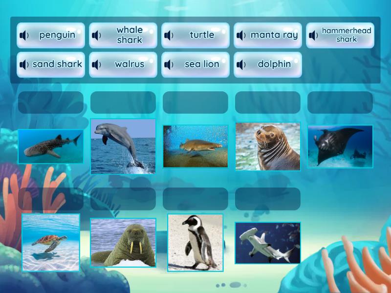 Sea animals - Match up