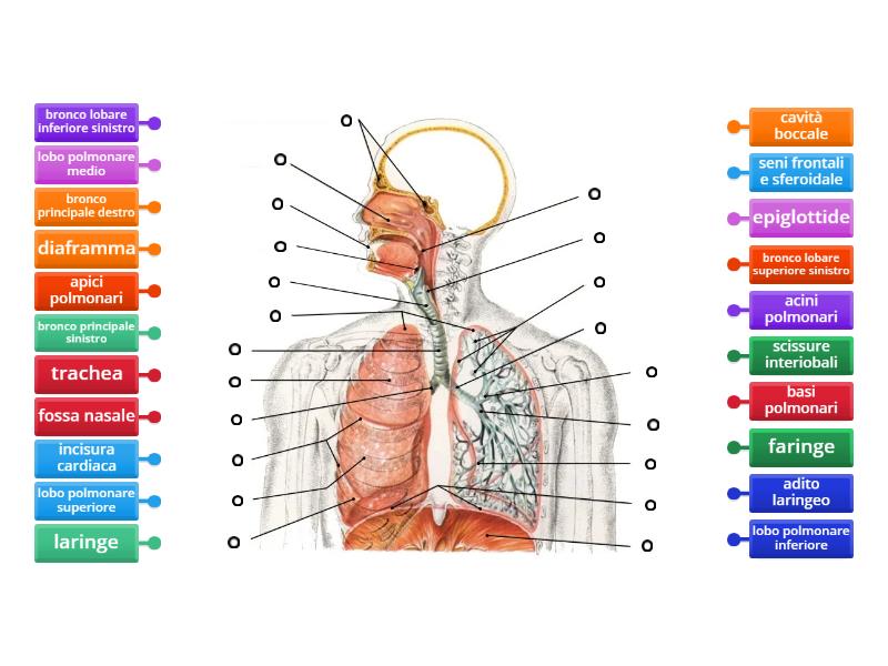 L'apparato respiratorio - Labelled diagram