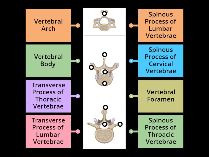 Vertebrae Labeling - Labelled diagram