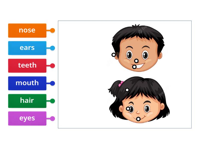 Face label - Labelled diagram