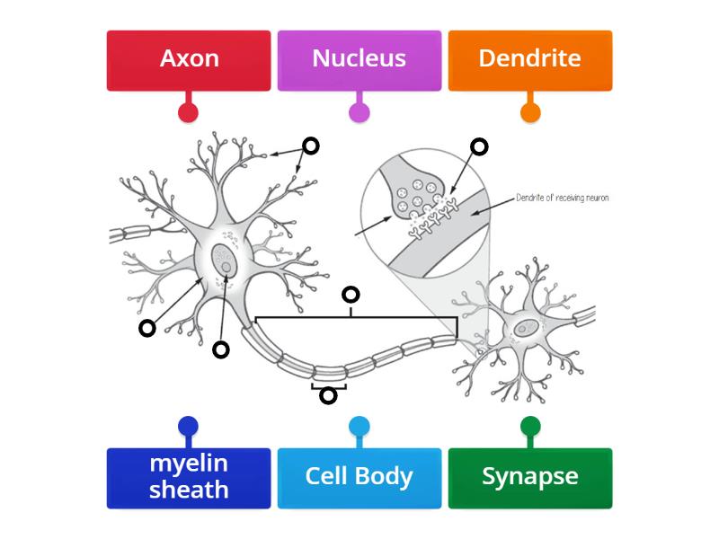 Labeling the Neuron - Labelled diagram