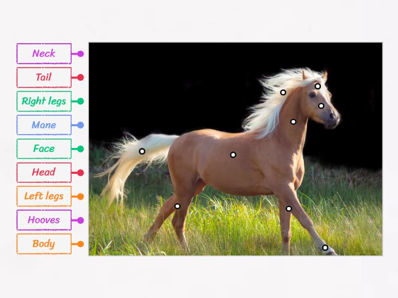 Horse (Horse breed: Pony) - Labelled diagram