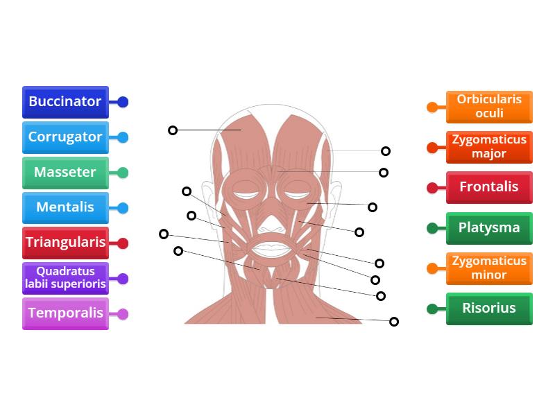Muscles of the face - Labelled diagram