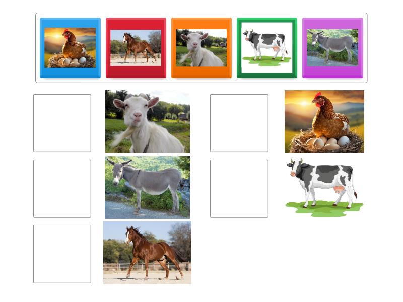 Matching Domestic Animals. - Match up