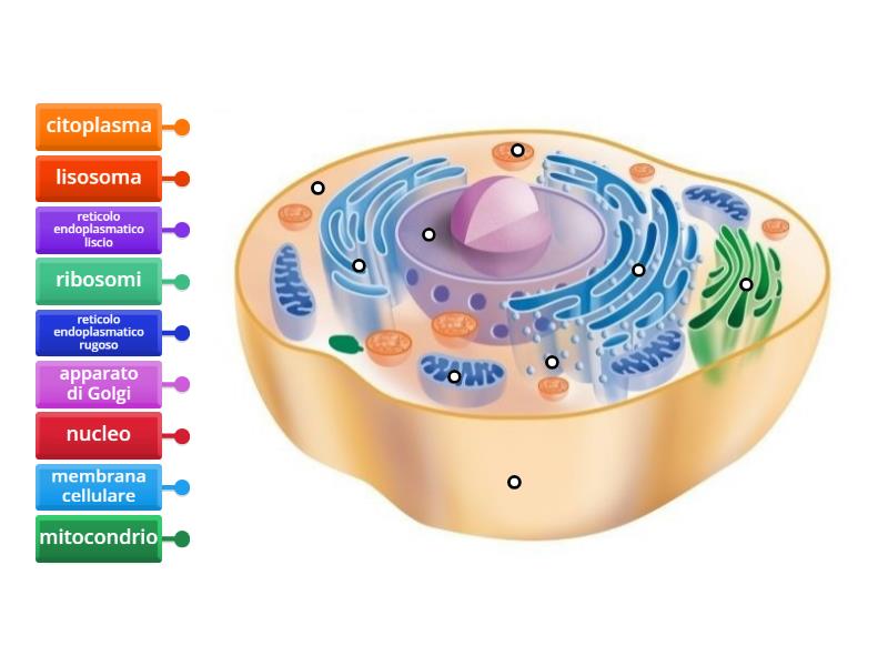 Cellula animale: completa lo schema - Labelled diagram