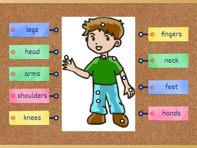 Body Part Labeling - Labelled diagram