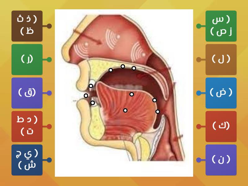 MENGENAL MAKHRAJ HURUF LIDAH ( Al-Lisan ) - Labelled diagram