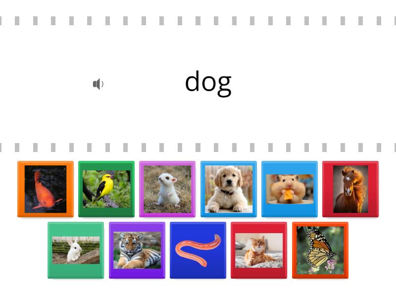 Animals (Reading) - Cada oveja con su pareja