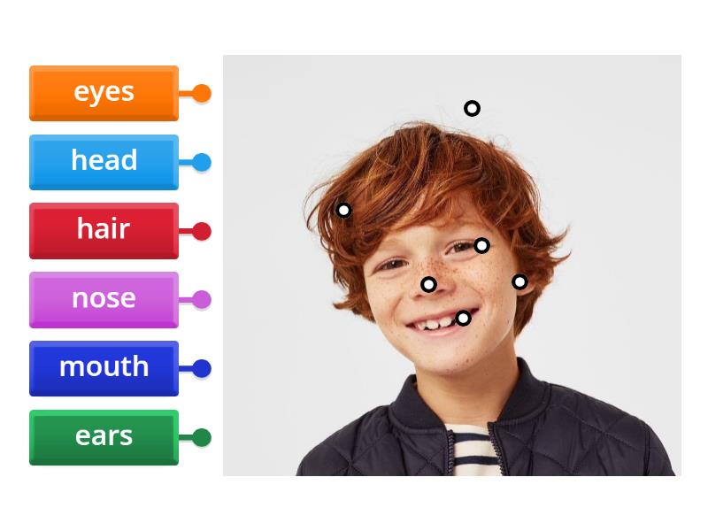 Head parts - Labelled diagram