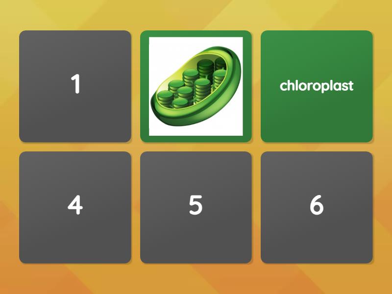 Plant cell - Matching pairs