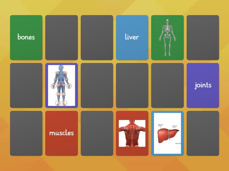 Main organs - Matching pairs