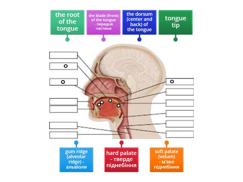 Articulation apparatus - Labelled diagram