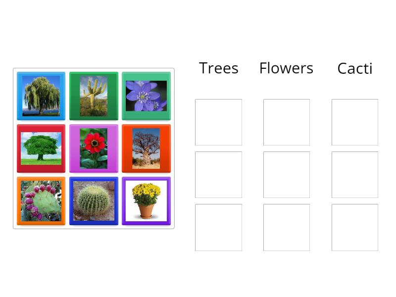 Types of Plants - Group sort