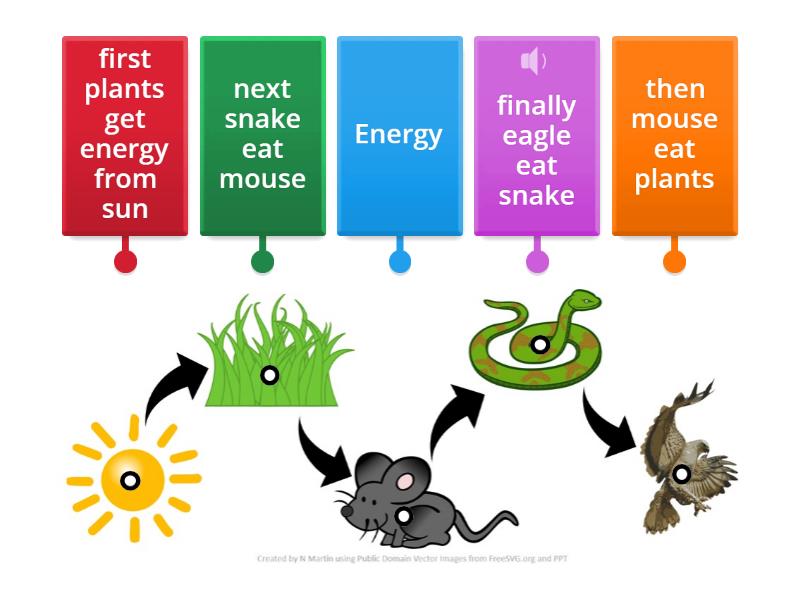 Food Chain grade 6 T FTN - Labelled diagram