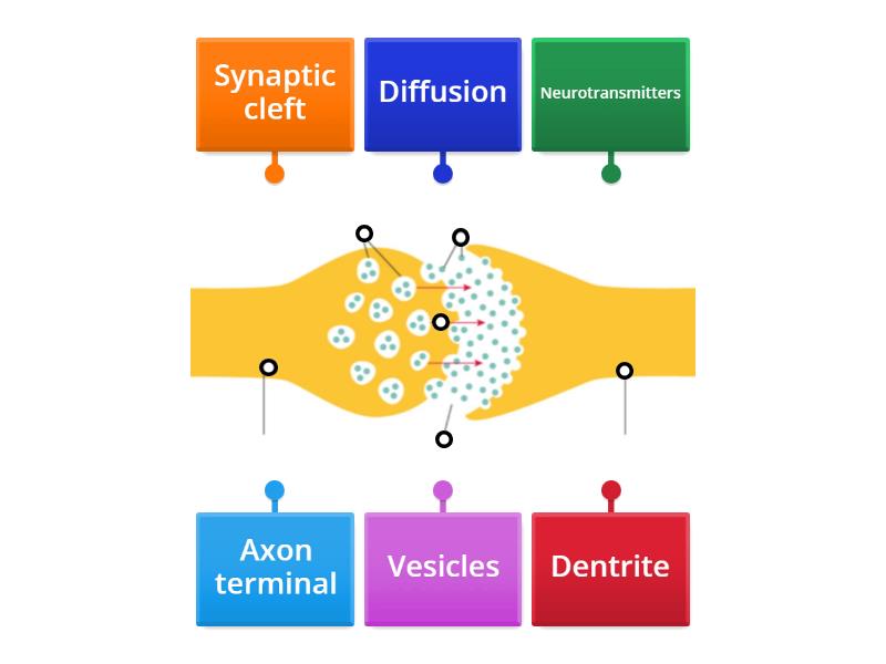 Synapse - Labelled diagram