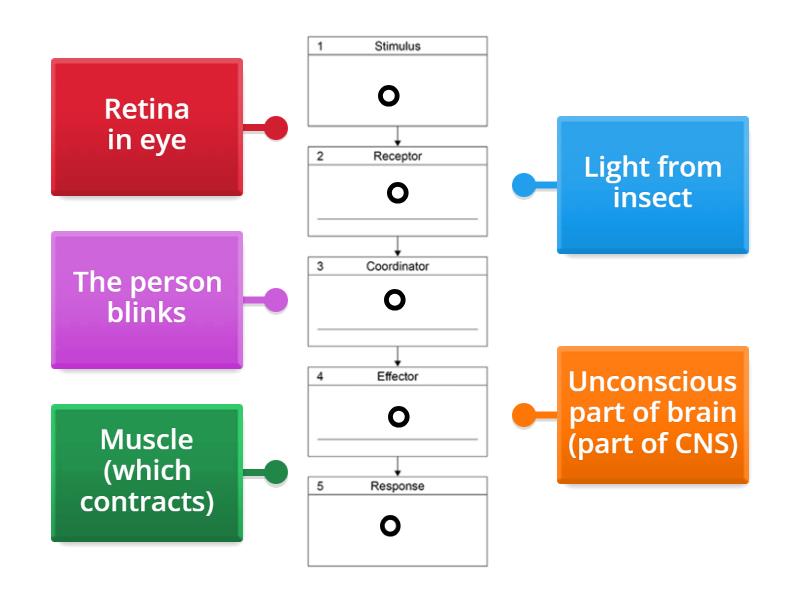 Blink reflex - Labelled diagram