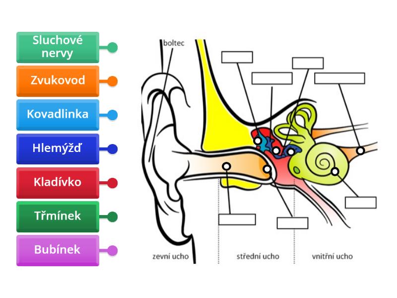 UCHO-popis - Labelled diagram